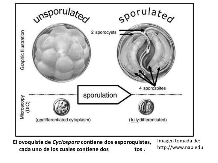 Cyclospora spp :: A